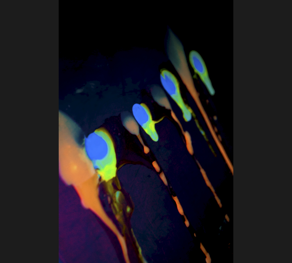 Droplets of fluorescent All laundry detergent and a mixture of oil and ...