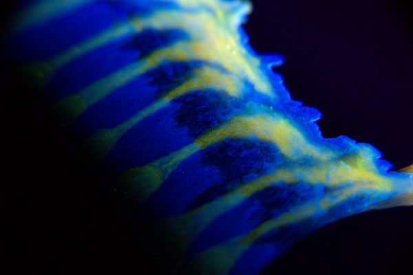 Wall Shear Archives - Flow Visualization