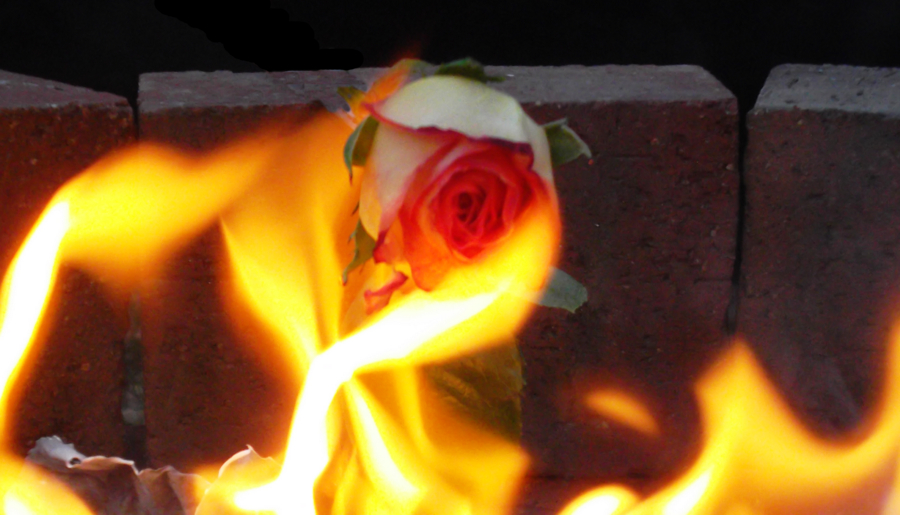 A rose can survive a fire for a time by being first frozen in liquid ...