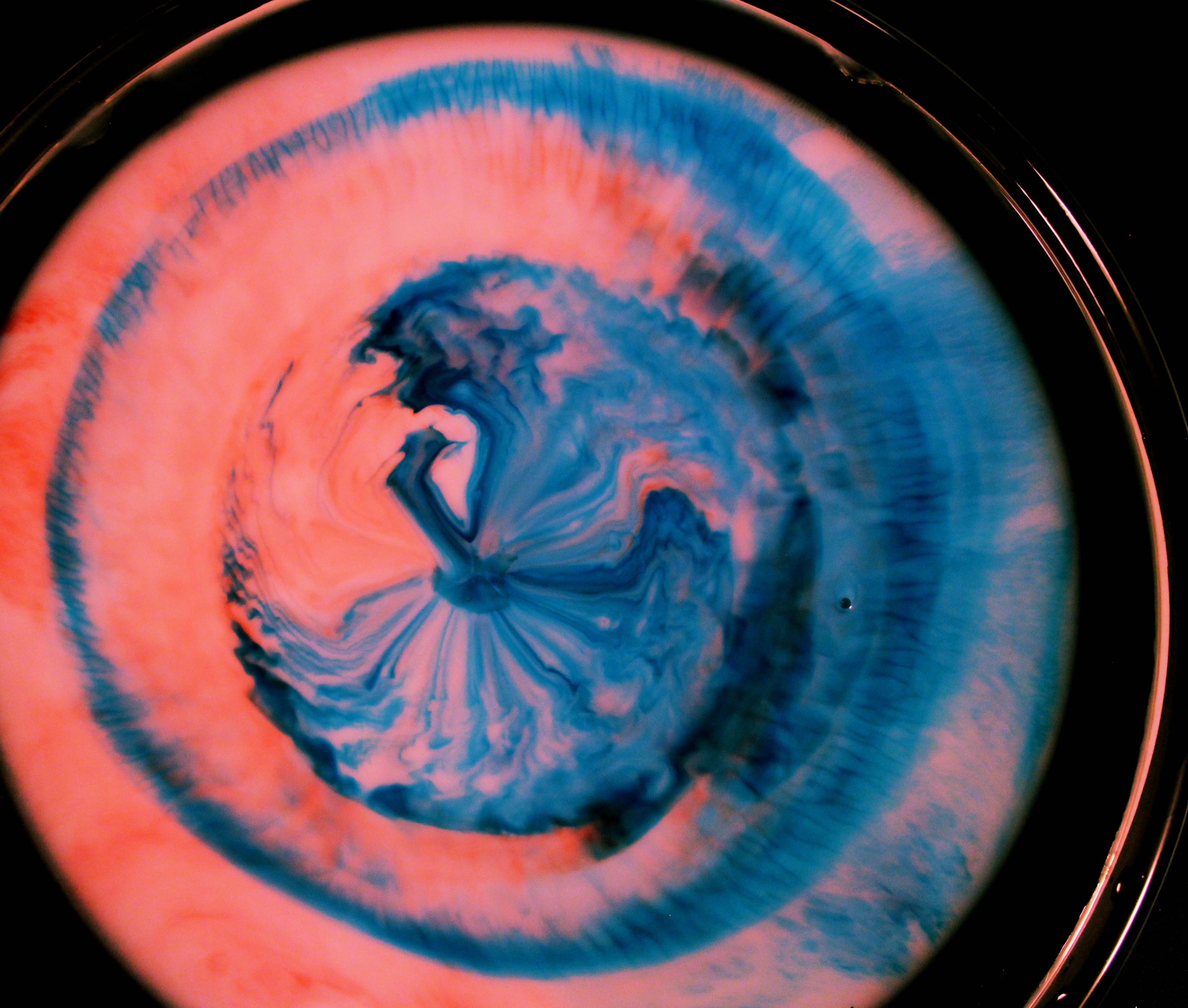 Tie-Dye Milk Rings: dish soap dropped into milk containing red and blue ...