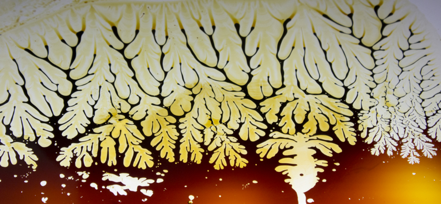 Air pulled into ferrofluid forms the Saffman-Taylor fingering ...