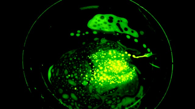Glow stick fluid injected into water exhibits momentary quenching ...