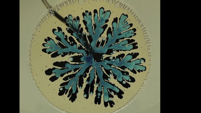 Taylor-Saffman instability in a Hele-Shaw cell. The pressure of rapidly injecting water lifted ...