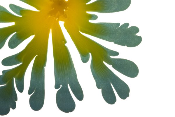 Saffman-Taylor Instability Archives - Flow Visualization