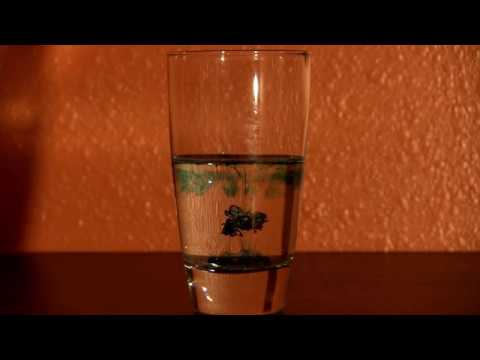 Lucas Sorensen - Flow Visualization