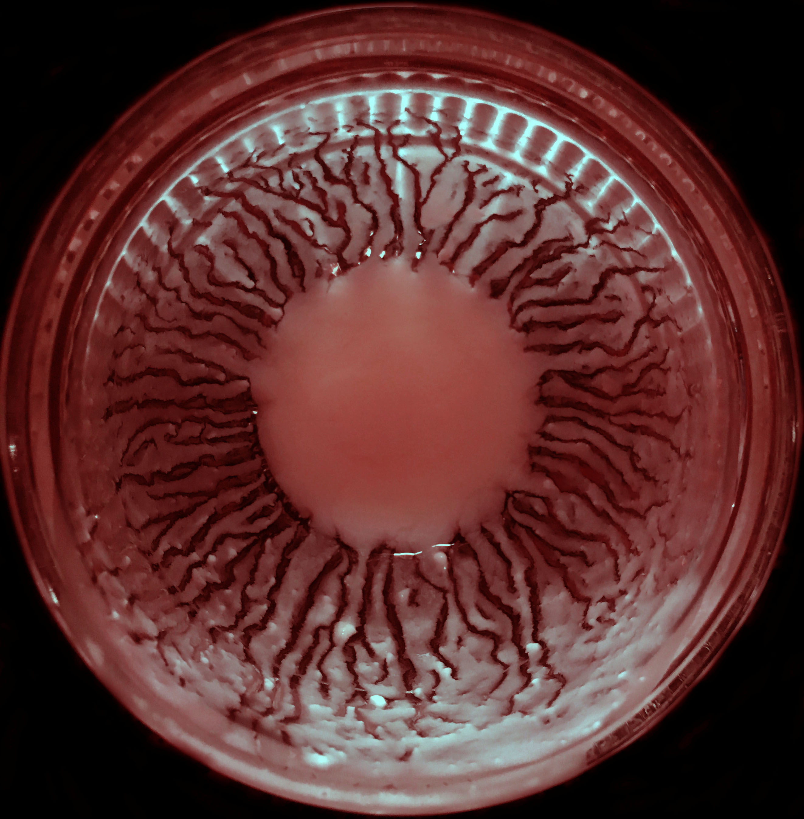 Team Third - Lea Mattson - Flow Visualization