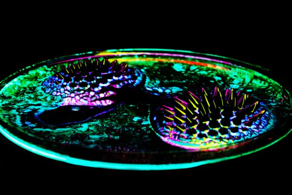 Chemiluminescence – Flow Visualization