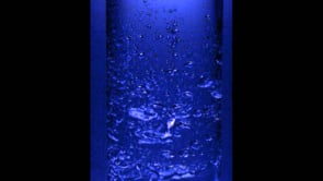 A plunging water jet entrains air in an induction trumpet, filmed at ...