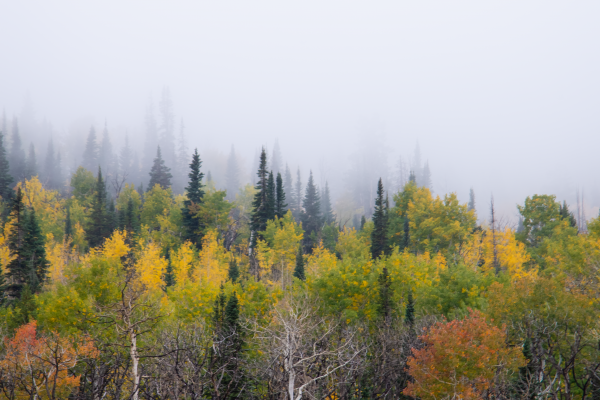 Dylan Crane – Flow Visualization