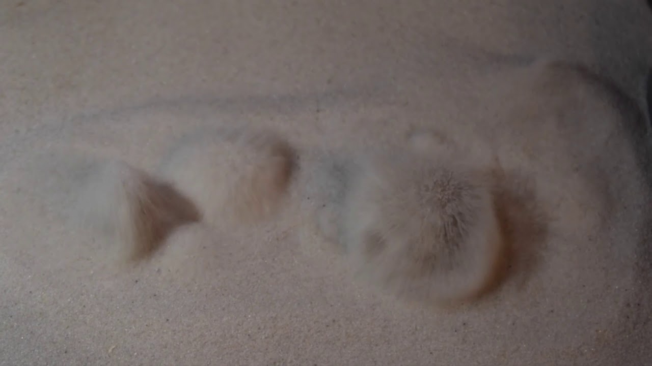 Meg Ivy // Team Second - Flow Visualization