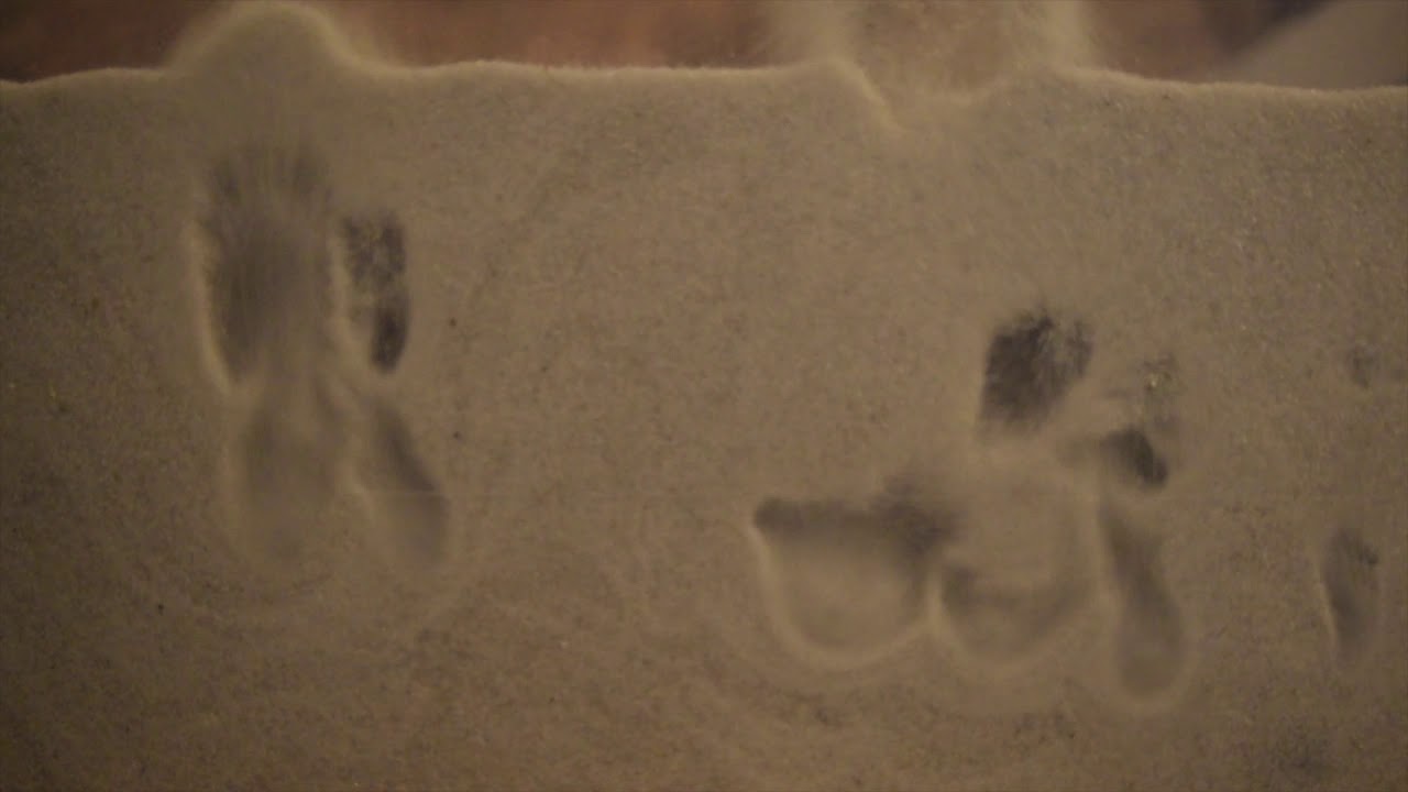 Team Second // Faisal Alismail - Flow Visualization