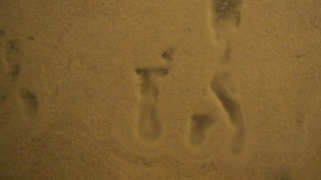 Team Second // Sam Brown - Flow Visualization