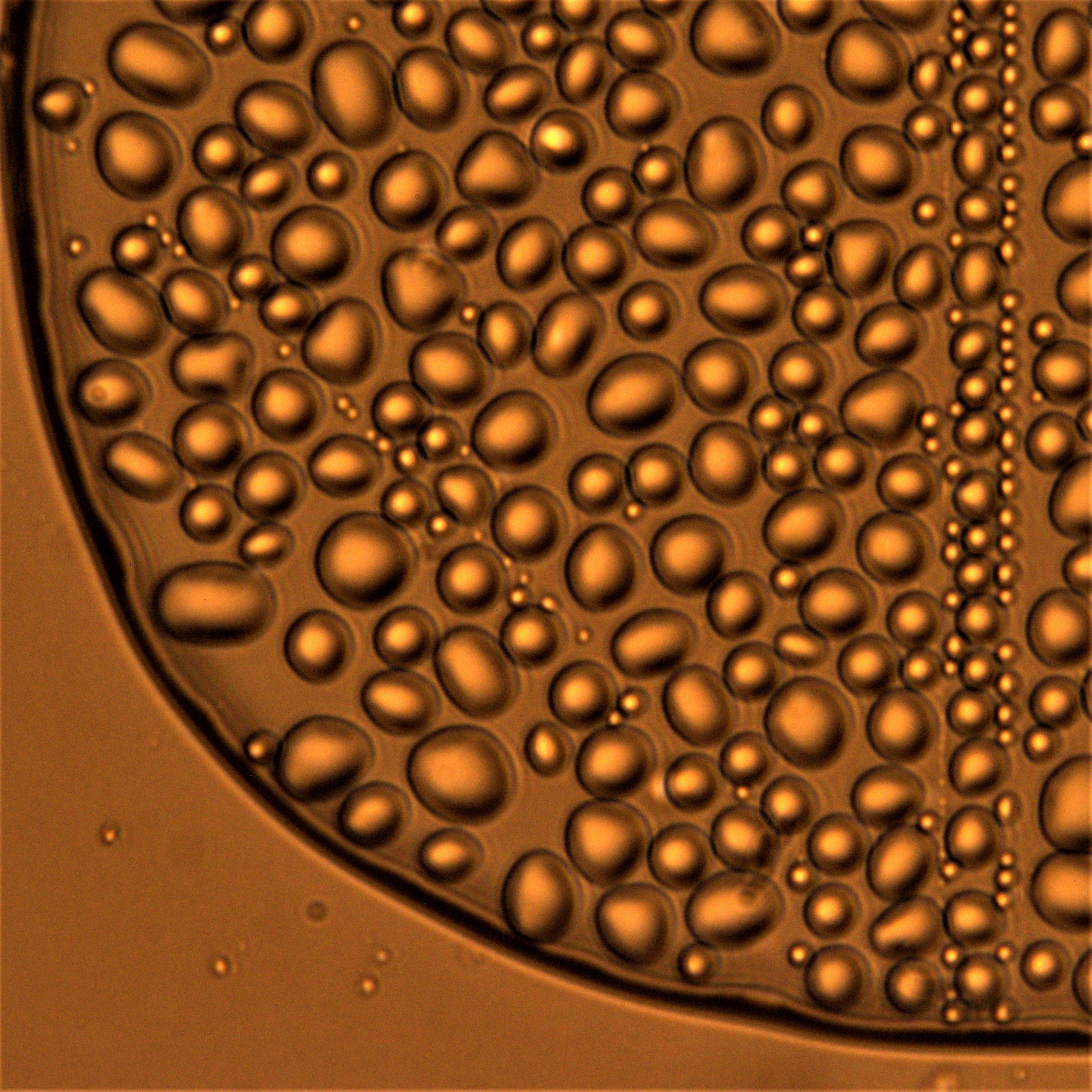 Team Third // Evan Blake - Flow Visualization