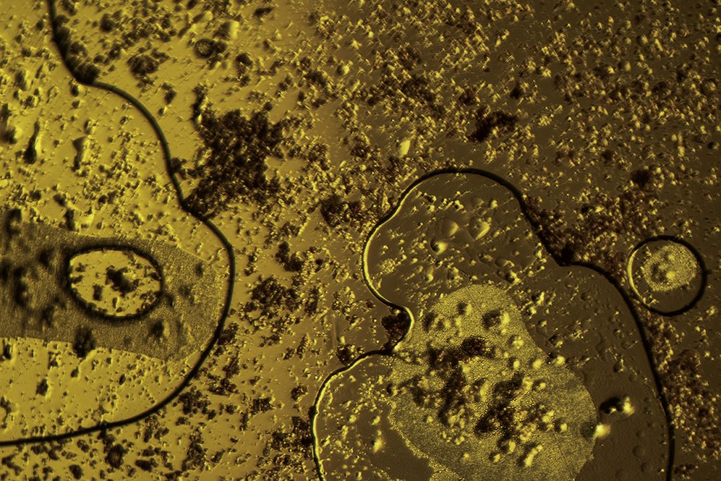 Team Third // Aaron Zetley // Coffee Under The Microscope - Flow ...