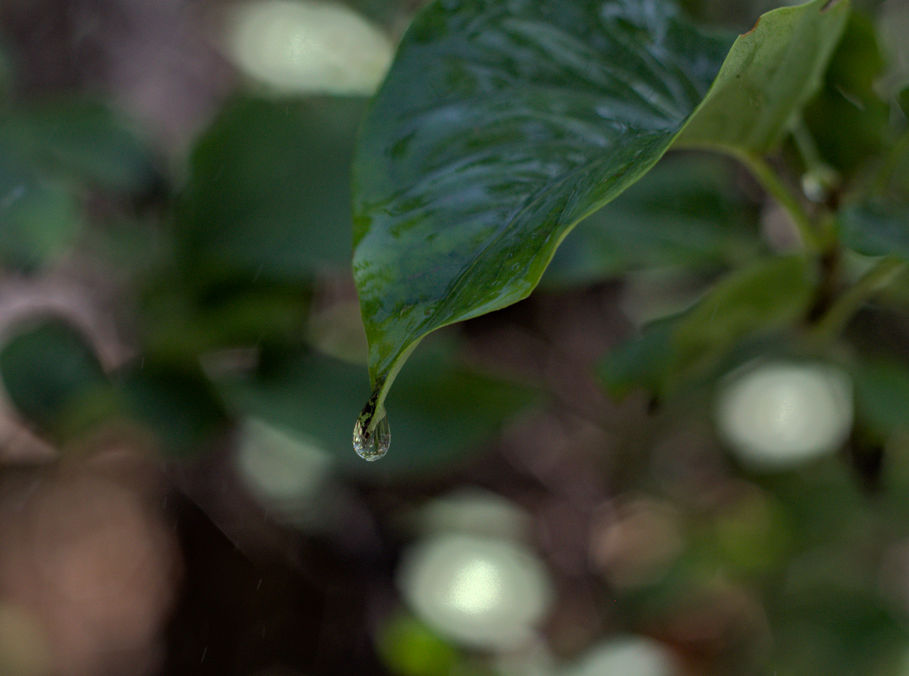 Image-Video 1 // Taylor Ellis - Flow Visualization