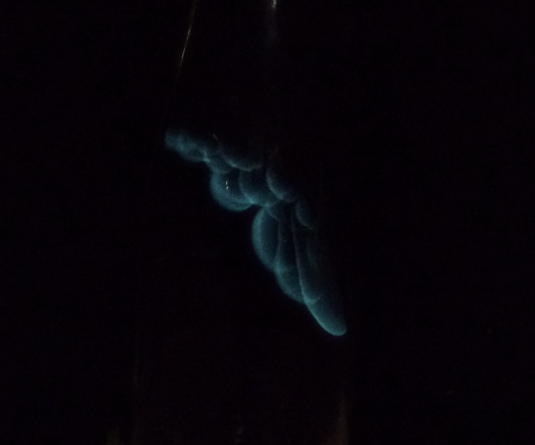 Stella Newman // IV 2 - Flow Visualization