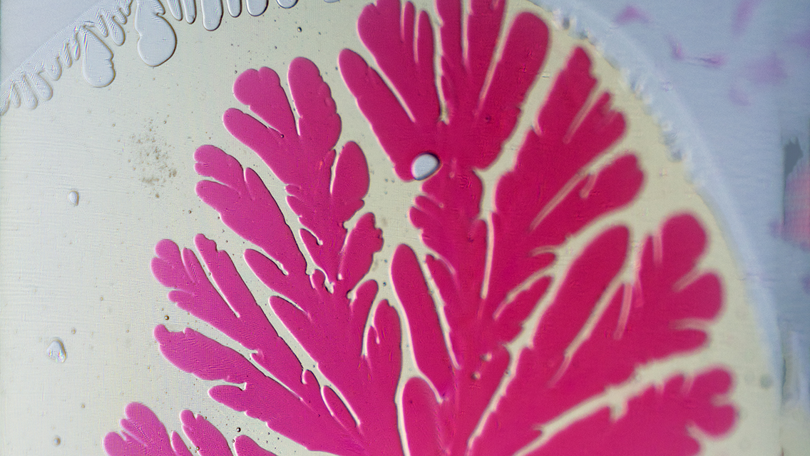 Team First- Qisheng Lei - Flow Visualization