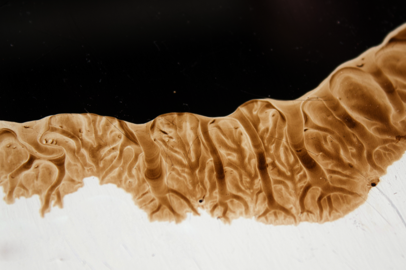 Gregory Kornguth Team First - Flow Visualization